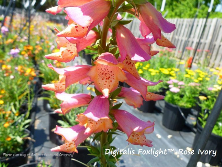 Foxglove Plants: How To Plant, Grow And Care For Foxglove