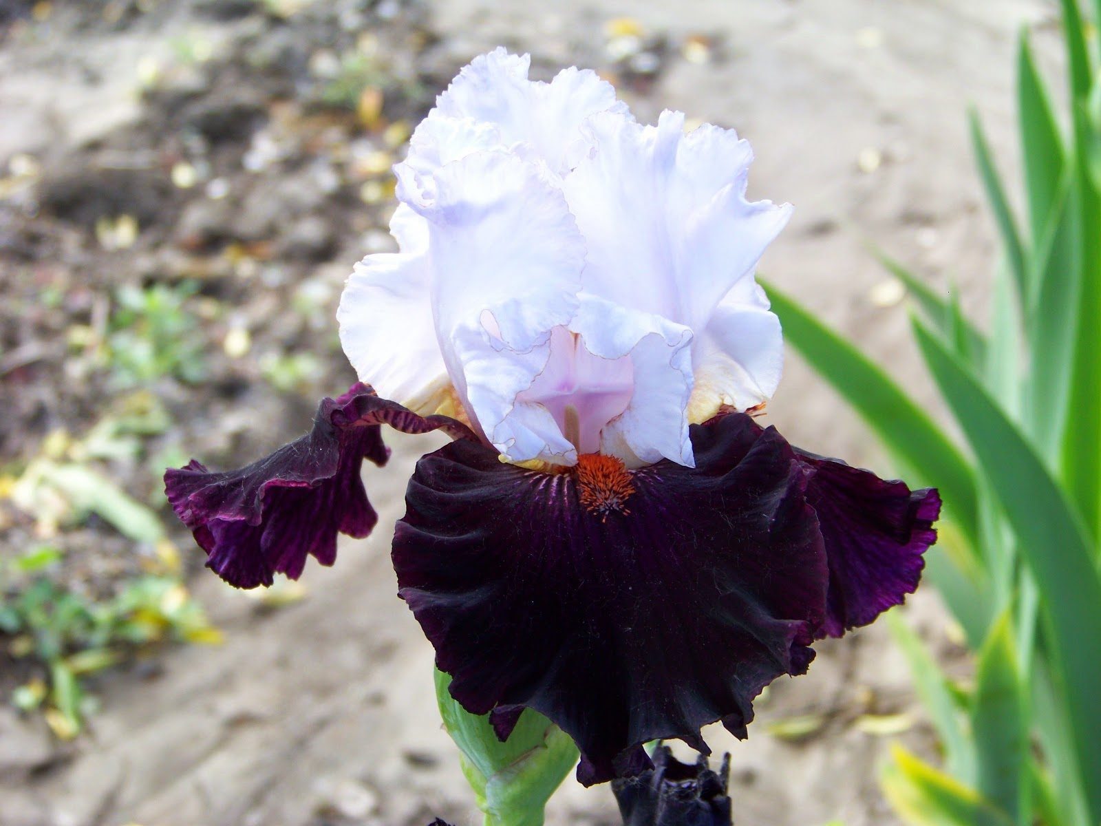 white and black iris Starring Ghio 2000. | Flower Power Daily