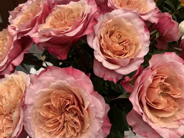 Rose: An Incredible Story of The U.S. National Flower