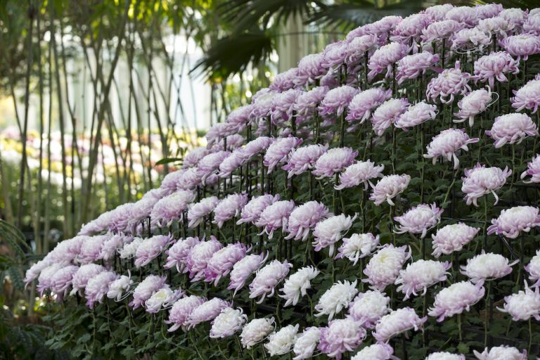 All Hail the Chrysanthemum, Kiku in the Japanese Tradition
