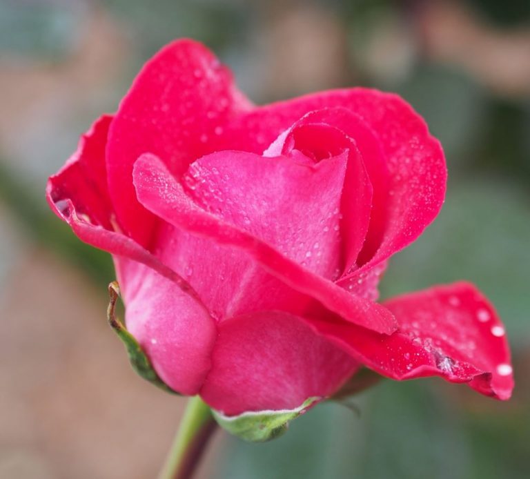 Rose: An Incredible Story of The U.S. National Flower