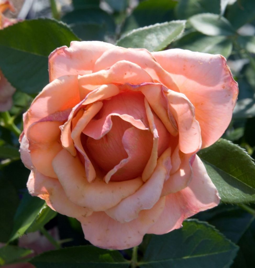 Rose: An Incredible Story of The U.S. National Flower