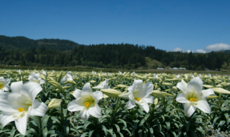 The Floral Meaning and History of the Easter Lily