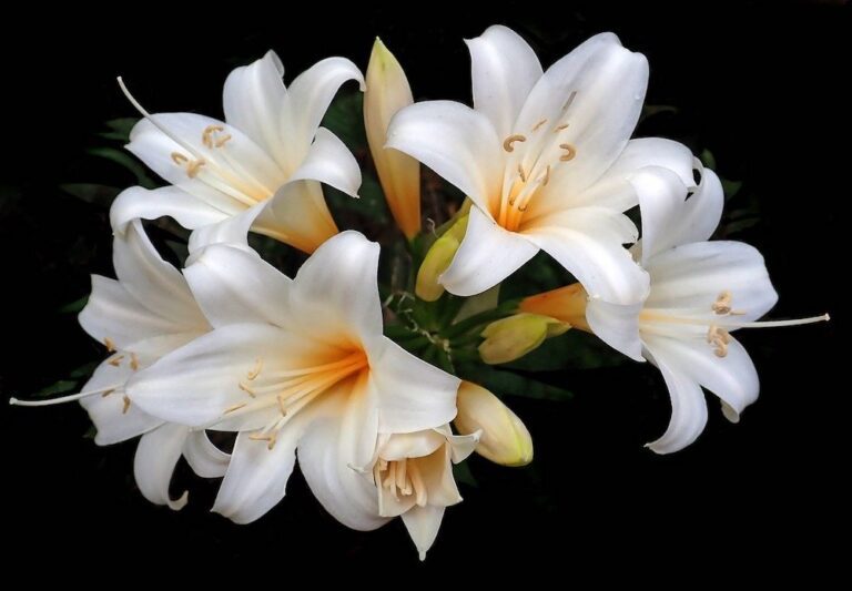 The Floral Meaning and History of the Easter Lily