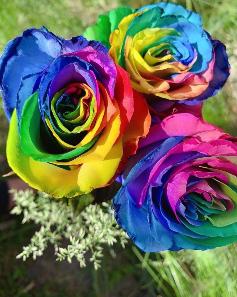 Symbolism of Flowers in the LGBTQ+ Movement