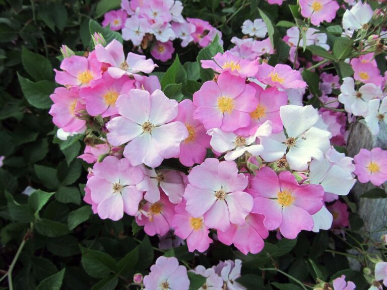 Flower Power Daily | Unlocking the Language of Roses: 18 Types and ...