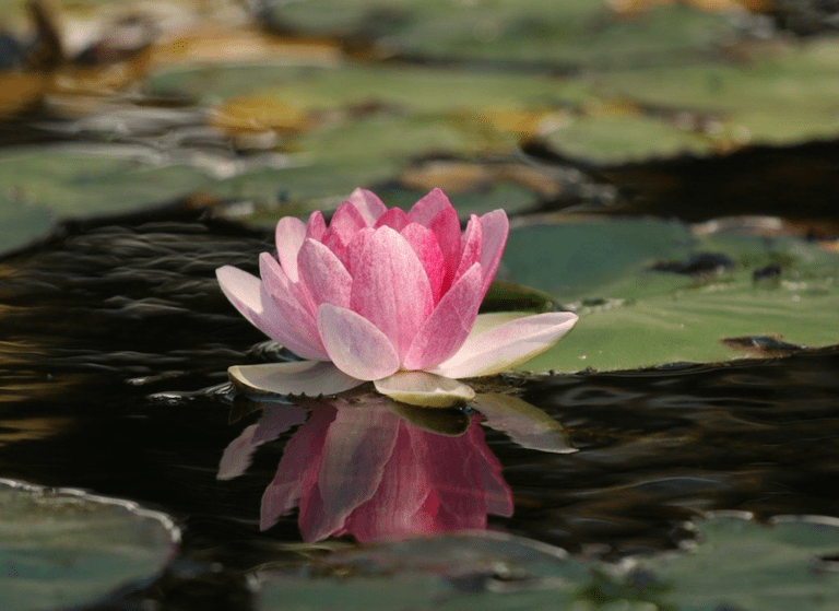 Kamala Harris' Name is Inspired by the Lotus Flower