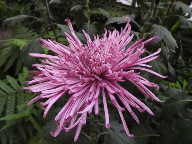 Flower Power Daily | The 13 Types of Chrysanthemums to Know and Love ...