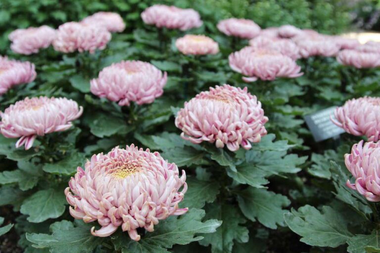 Flower Power Daily | The 13 Types of Chrysanthemums to Know and Love ...