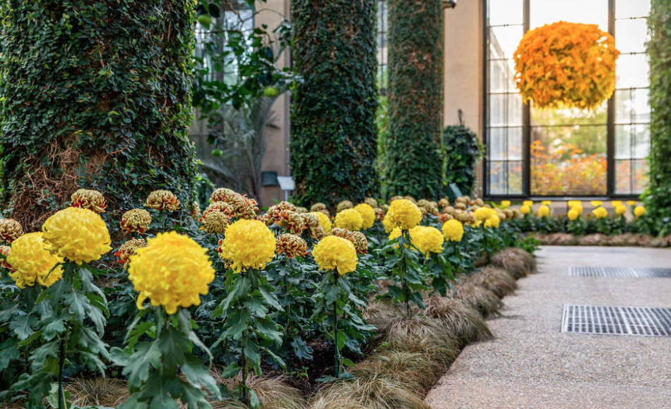 Flower Power Daily | The 13 Types of Chrysanthemums to Know and Love ...