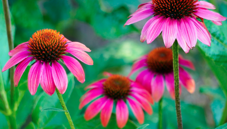 Honoring Indigenous Day, 5 Flowers That Heal and Beautify