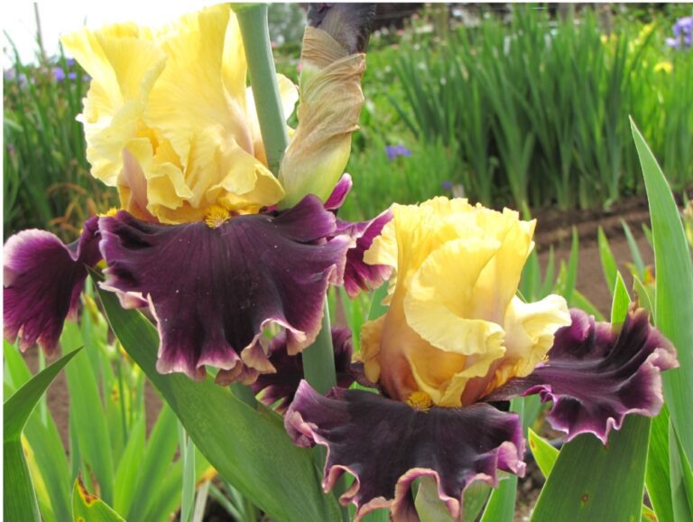 Iris: Bearded, Siberian, Louisianan, Native -- Go See Them