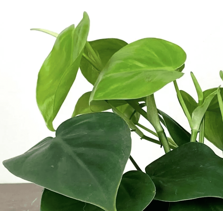 5 Pretty Houseplants That Purify Your Environment