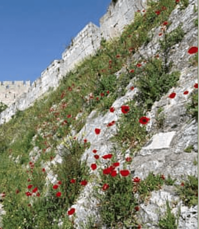 Anemones Symbolize the Resilience and Fragility of Israel