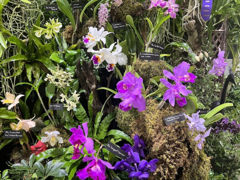 Lucky Flowers & Plants That Bring Fortune and Abundance