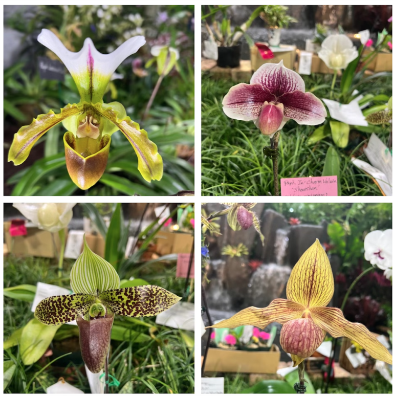 Lucky Flowers & Plants That Bring Fortune and Abundance