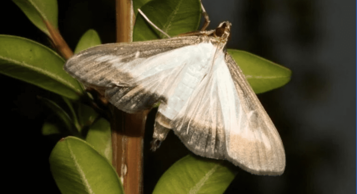Invasive Box Tree Moth Spotted in Philadelphia